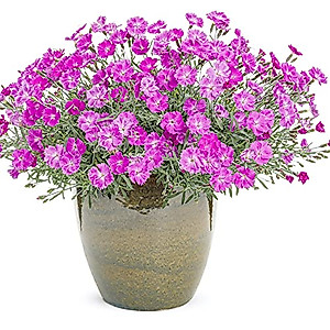 QAUZUY GARDEN 100 Seeds Pink Dianthus Cheddar Pinks Carnation Sweet William Seeds Perennial Flower Heirloom Ground Cover Easy to Grow