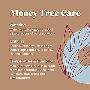 Plants & Blooms Shop PB408 Money Tree, 5", White Pot, Indoor Live Plant Decoration, Live Plant Gift