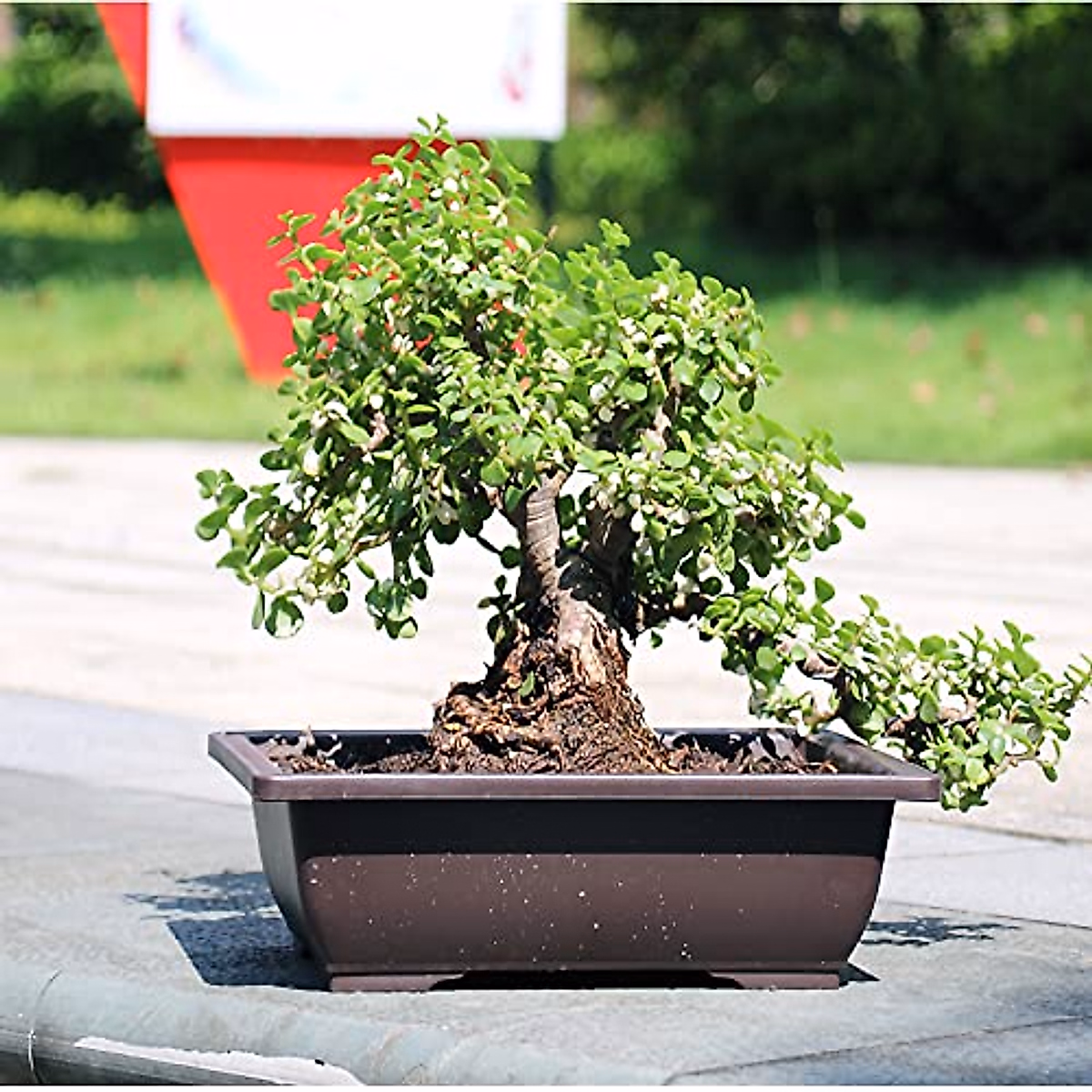 MissFox Bonsai Bowl with Saucer, Potted Plants Plant Pot for Garden, Bonsai Training Pots Made of Plastic, 6 Flower Pots Square Large with 6 Trays and 3 Mini Garden Tool Set, 16 x 12 x 6 cm