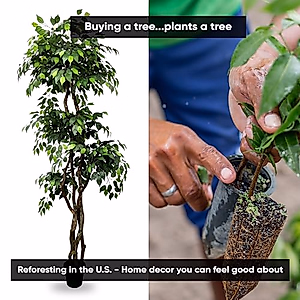 Hand-Made 6.5' Ficus Artificial Tree with Ethically Sourced Real Wood Trunks | Green | Cypress & Alabaster