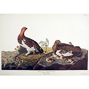 Willow Grous or Large Ptarmigan. From"The Birds of America" (Amsterdam Edition)
