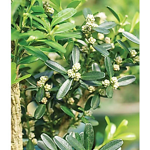 From You Flowers - Harland Boxwood Bonsai Tree for Birthday, Anniversary, Get Well, Congratulations, Thank You