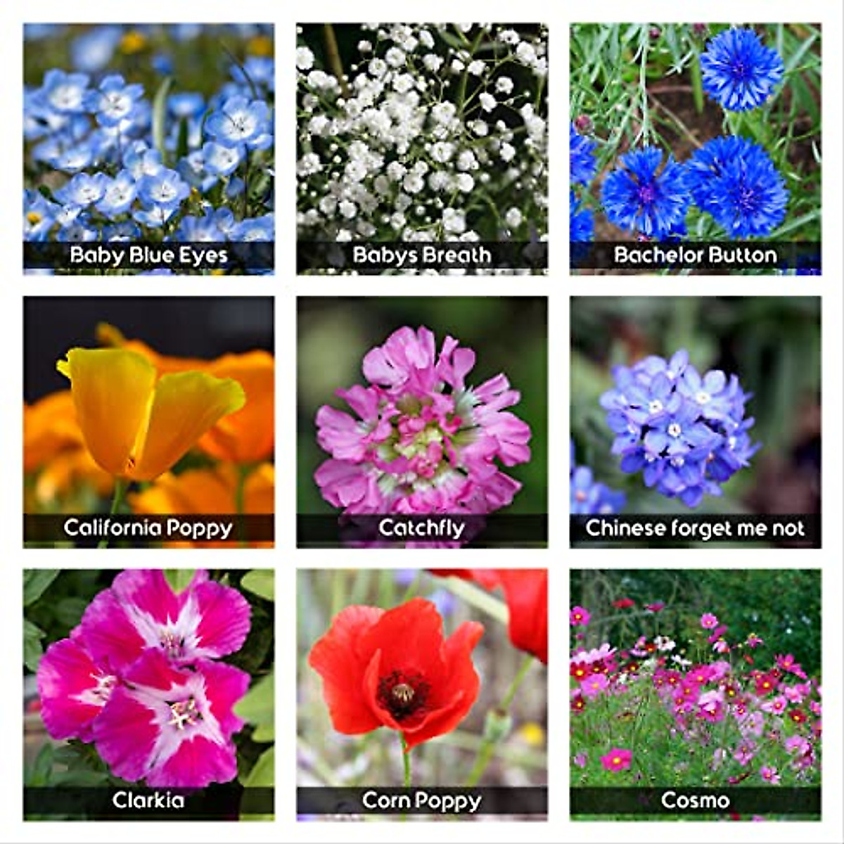 340,000 Wildflower Seeds, 1/2 lb, 35 Varieties of Flower Seeds, Mix of Annual and Perennial Seeds for Planting, Attract Butterflies and Hummingbirds, Non-GMO