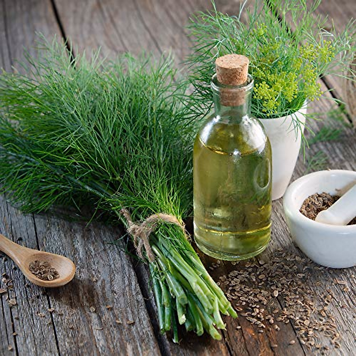 Outsidepride Anethum Graveolens Dill Herb Garden Plants for Cooking & Beneficial Insects - 1 Ounce