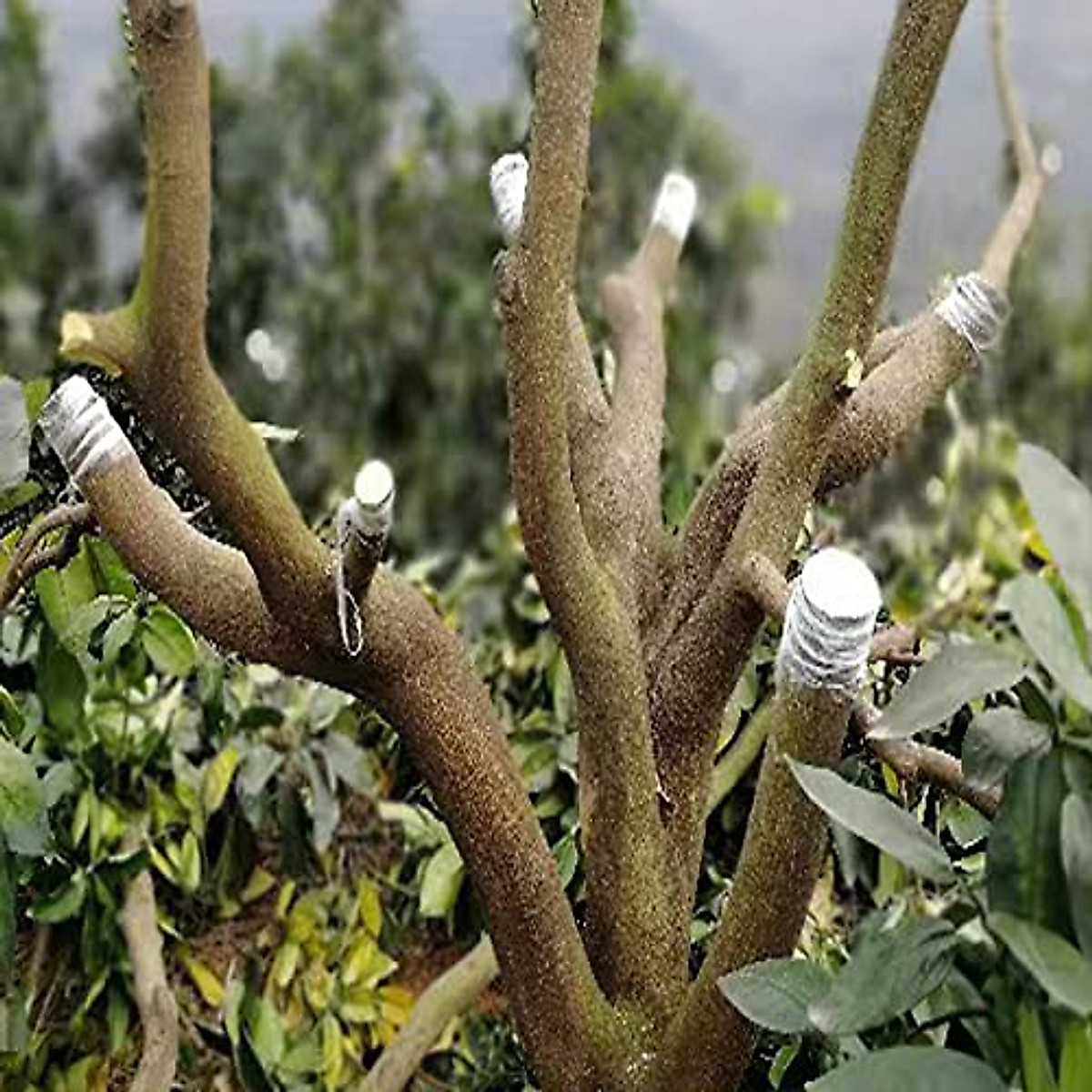 damotec Grafting Tape Grafting Film for Plants, 3 Pack Stretchable Garden Grafting Tape Plants Repair Budding Tapes for Floral Fruit Tree and Poly Budding Tape