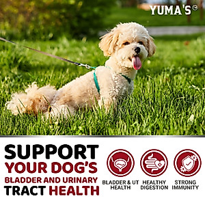 Dog UTI Treatment - 170 Treats - Cranberry Supplement for Dogs - Bladder Control for Dogs - Dog Urinary Tract Infection Treatment - UTI Medicine for Dogs Multivitamin - Dog Vitamins and Supplements