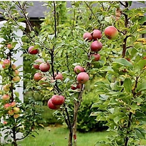 CHUXAY GARDEN Miniature Apple Tree Seed 10 Seeds Dwarf Apple Fruit Plant Heirloom High Yield Flourishing Perfect for Containers