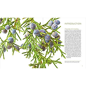 Seeing Seeds: A Journey into the World of Seedheads, Pods, and Fruit (Seeing Series)