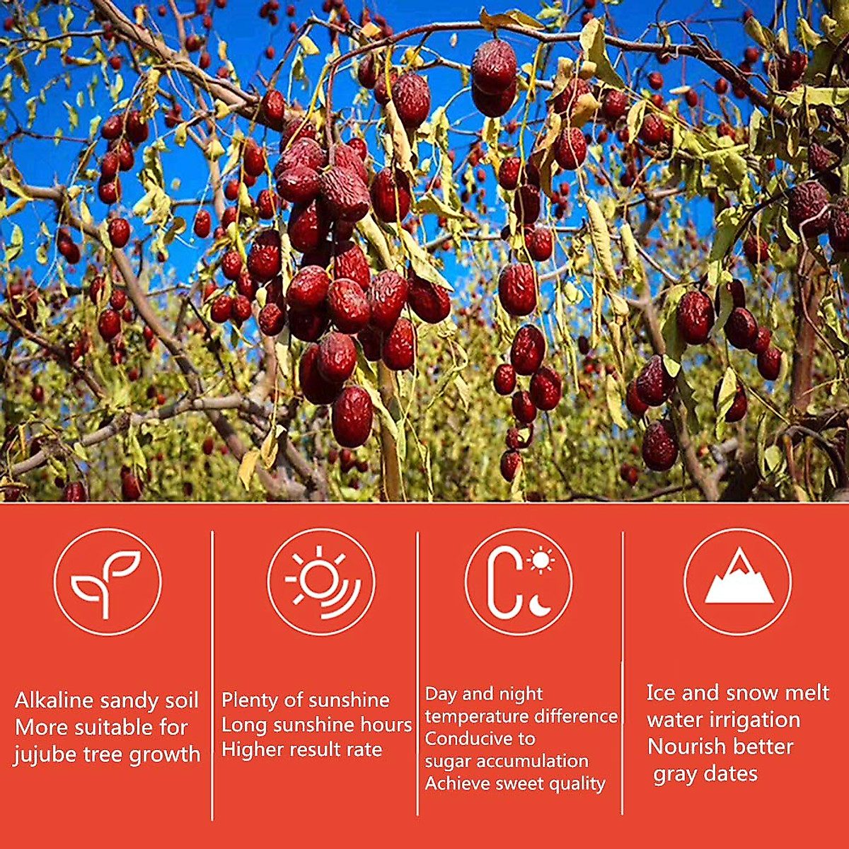 16 Oz Organic Dates Dried, Medjool in resealable bags, Red Dates/Sweet Jujube/Sugar Hong Zao, Vegan Grocery & Gourmet Food Snack Foods Dried Fruit (1 Lbs)