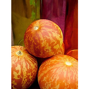 50 Tigger Melon Seeds Ornament Garden Planting Can Grow in Pot