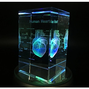 3D Human Heart Anatomical Model Paperweight(Laser Etched) in Crystal Glass Cube Science Gift (No Included LED Base)(3.1x2x2 inch)
