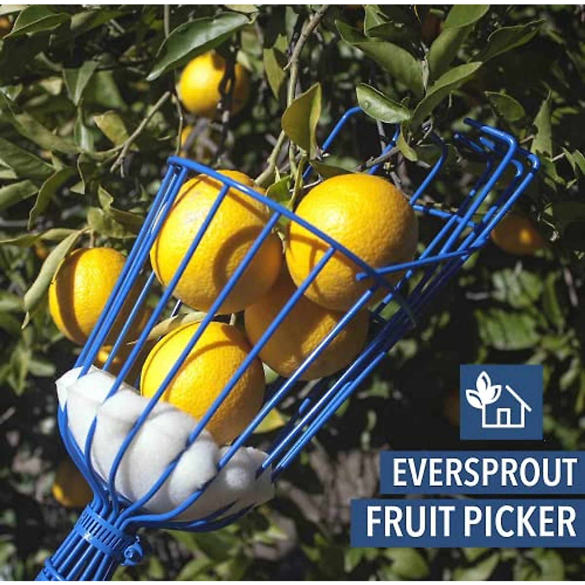 EVERSPROUT 12-Foot Fruit Picker (20+ Foot Reach) | Telescoping Fruit Picker Pole, Easy to Attach Twist-On Apple Basket | Lightweight, High-Grade Aluminum Extension Pole with Fruit Picker Basket