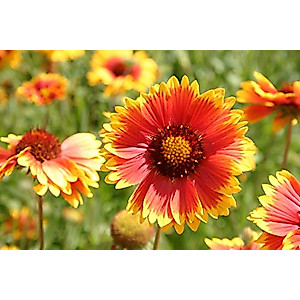 "Blanketflower" Common Gaillardia Indian Perennial Flower Seeds, 500+ Premium Heirloom Seed, (Gaillardia Aristata), 95% Germination, (Isla's Garden Seeds), Non GMO Seeds, Great Flower Garden Gift