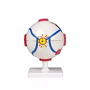 Parco Scientific PB00075 4X Eye Model 7 Parts | Shows Optic Nerves | Muscles in Natural Position and Bony Orbit | Dissected Horizontal Plane Reveals Cornea, Iris, Lens and Vitreous Body | W Key Card
