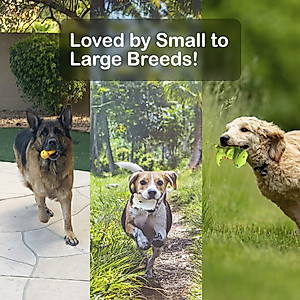 Jalousie 4 Inch Latex Dog Squeaky Toys Soft Rubber Dog Toys Puppy Chew Toy Squeaky Toy Fetch Play Animal Ball Toy for Puppy Small Medium Pets Dog (6 Pack Animal Medium)