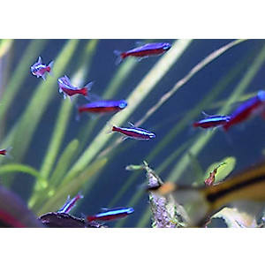 Seachem Stability Fish Tank Stabilizer - For Freshwater and Marine Aquariums, 16.9 Fl Oz (Pack of 1)