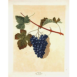 [Grapes] Blue Muscadine Grape