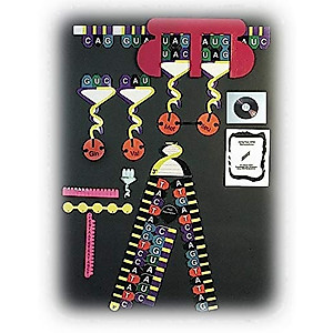 United Scientific PSYKIT Protein Synthesis Manipulatives Kit