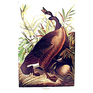 Canada Goose. From"The Birds of America" (Amsterdam Edition)
