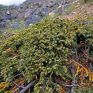 CHUXAY GARDEN Juniperus Communis,Common Juniper,Juniperus Intermedia 60 Seeds Evergreen Shrub Flavor Gin Blue Fruit Ornamental Flowering Plant