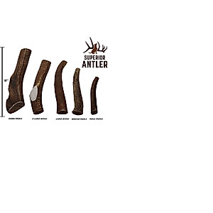 1- Large Antler, Whole, Single Pack –Large, All Natural Premium Grade A. Antler Chew. L=6-10” Naturally Shed, and Made in The USA. NO Odor, NO Mess. GUARENTEED SATISIFACTION. for Dogs 40-80 LBS