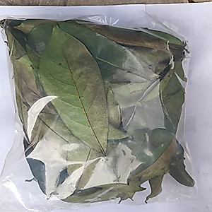 Freshly Dried Soursop Leaves (Annona Muricata) - 400 Leaves
