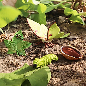 iftnotea 8PCS Monarch Butterflies Life Cycle Toy Figurines for Kids with Actias Ningpoana Figure - Caterpillar to Butterfly Kit Growth Montessori Toy for 3 4 5 6 Years Old