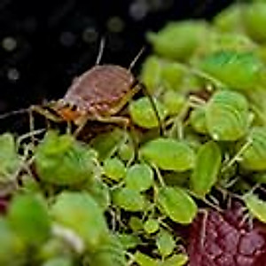 Mighty 7 Gallon by NPK Industries Plant Care Bug mite Garden pest Spray