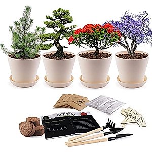 JC-JDFMY11 Gardening Potted Plants,4 Kit Kinds of Decorative Bonsai Tree Planting Kit Suitable for Indoor or Outdoor,Removable Base,with Drain Holes,Creative and Novel Gifts