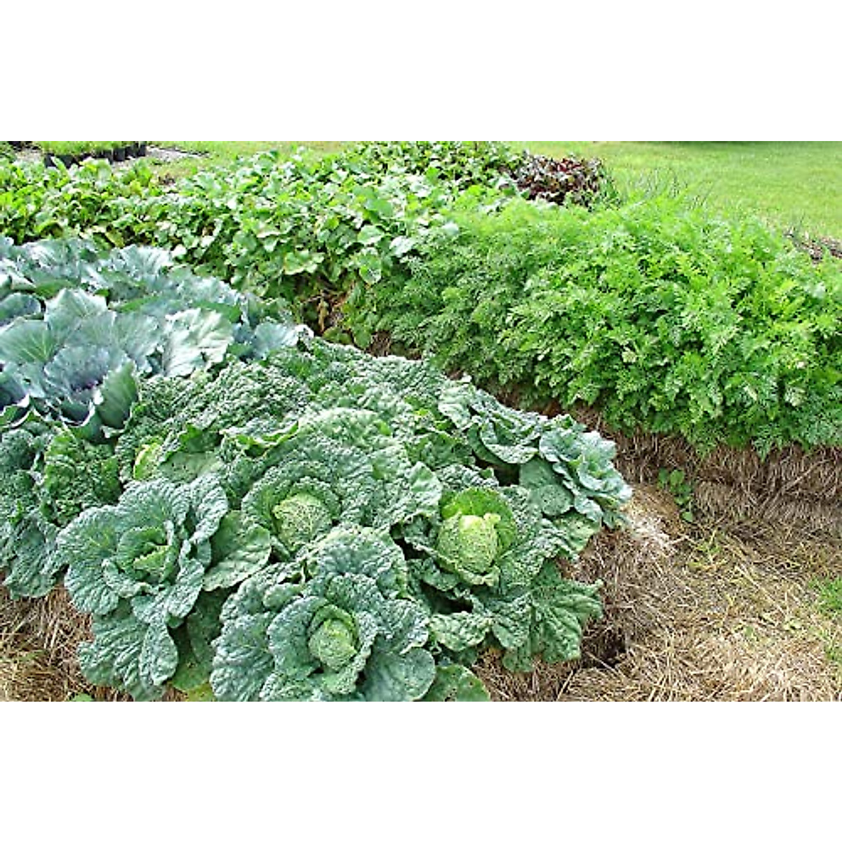 BaleBuster1 100% Organic Bale Conditioning Formula for one Bale Preparation for Straw Bale Garden and Vegetable Garden Planting