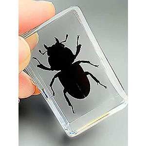Bbiamsleep 6 Pcs Real Bugs Insect Specimen Set, Insect Resin Specimen Animal Resin Set, Constructive Educational Collection Science Tools