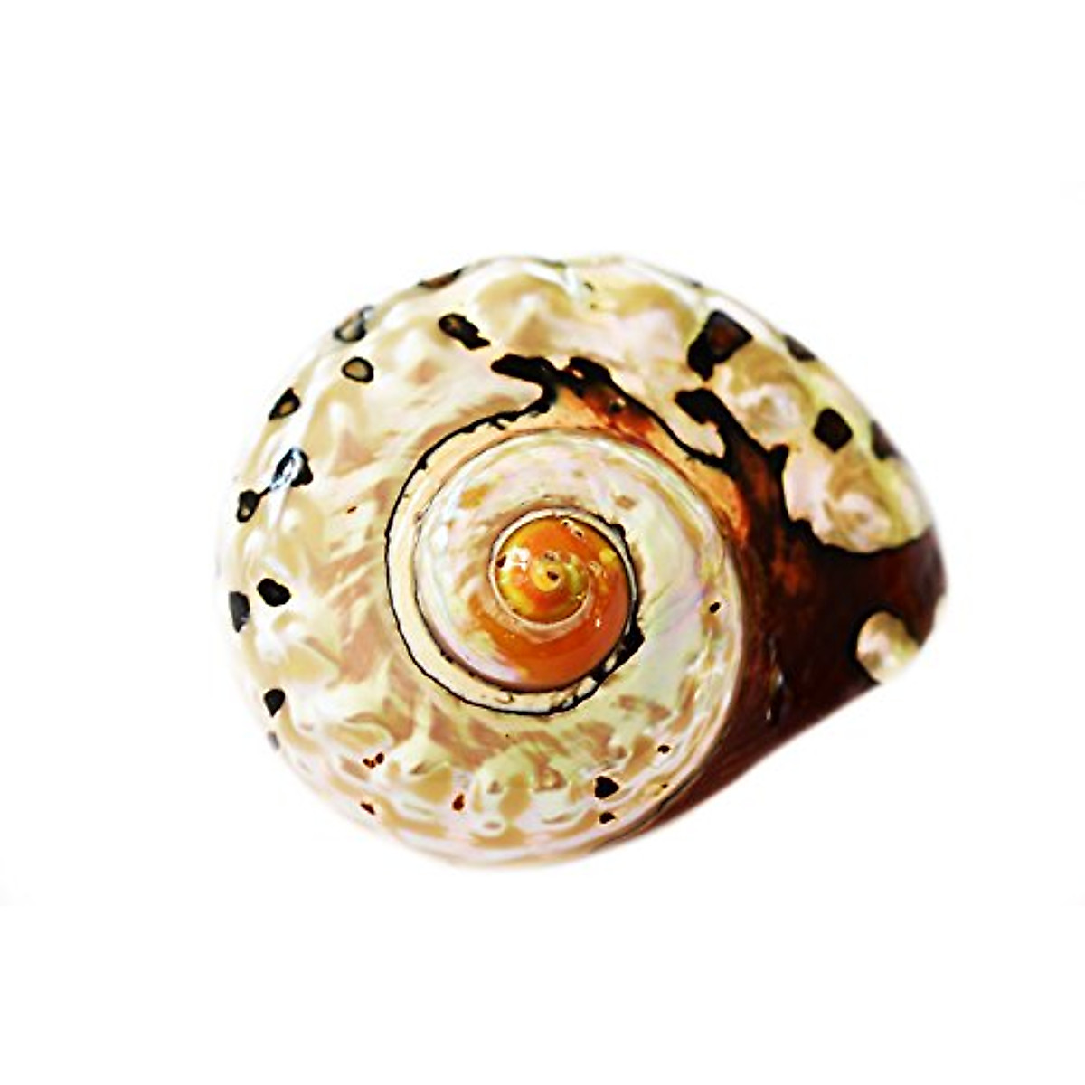 Large Polished Turbo Sarmaticus Shell (3" - 3 1/2") 1 1/2" Opening Beach Crafts Nautical Decor Large Hermit Crabs - Florida Shells and Gifts