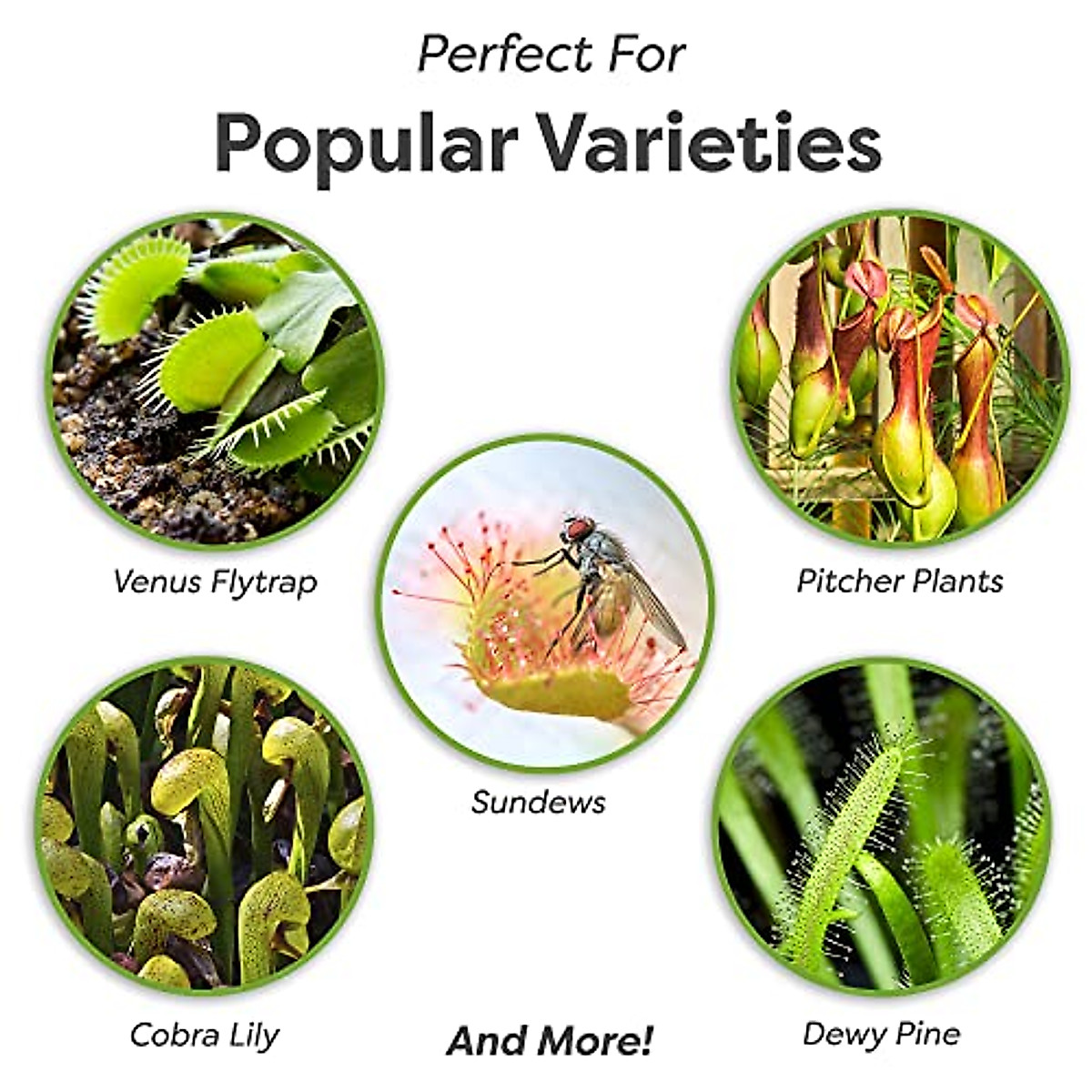 Perfect Plants Carnivorous Plant Soil | 4 Qts. Organic Premium Mix | Use with Venus Fly Traps, Pitcher Plants, or Other Carnivorous Plants
