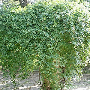 20 Wild Grape Seeds, Porcelain Berry, Amur Peppervine, Creeper - Perennial Ornamental Vine Plant - Frost Hardy & Fast-Growing - Striking Hedge Privacy Screen - Seeds by QAUZUY GARDEN