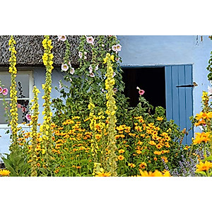 Earthcare Seeds Great Mullein Verbascum thapsus 150 Seeds Heirloom- Non GMO - Open Pollinated