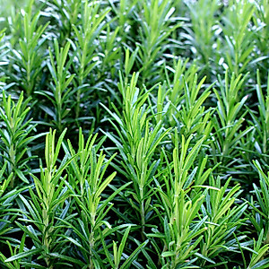Outsidepride Perennial Rosemary Ground Cover & Herb Garden Plant for Hot, Dry Conditions - 2000 Seeds