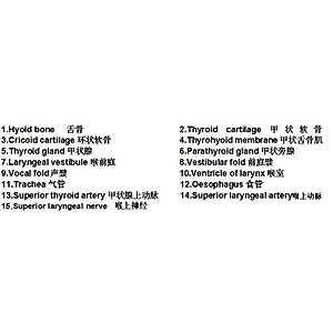 Professional Magnified Human Larynx Joint Simulation Model Medical Anatomy Type:YR-H-XC-301