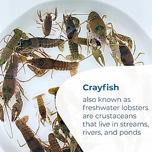 Toledo Goldfish Crayfish: Live Crawdads Perfect for Stocking Ponds or Aquariums - 10 Count