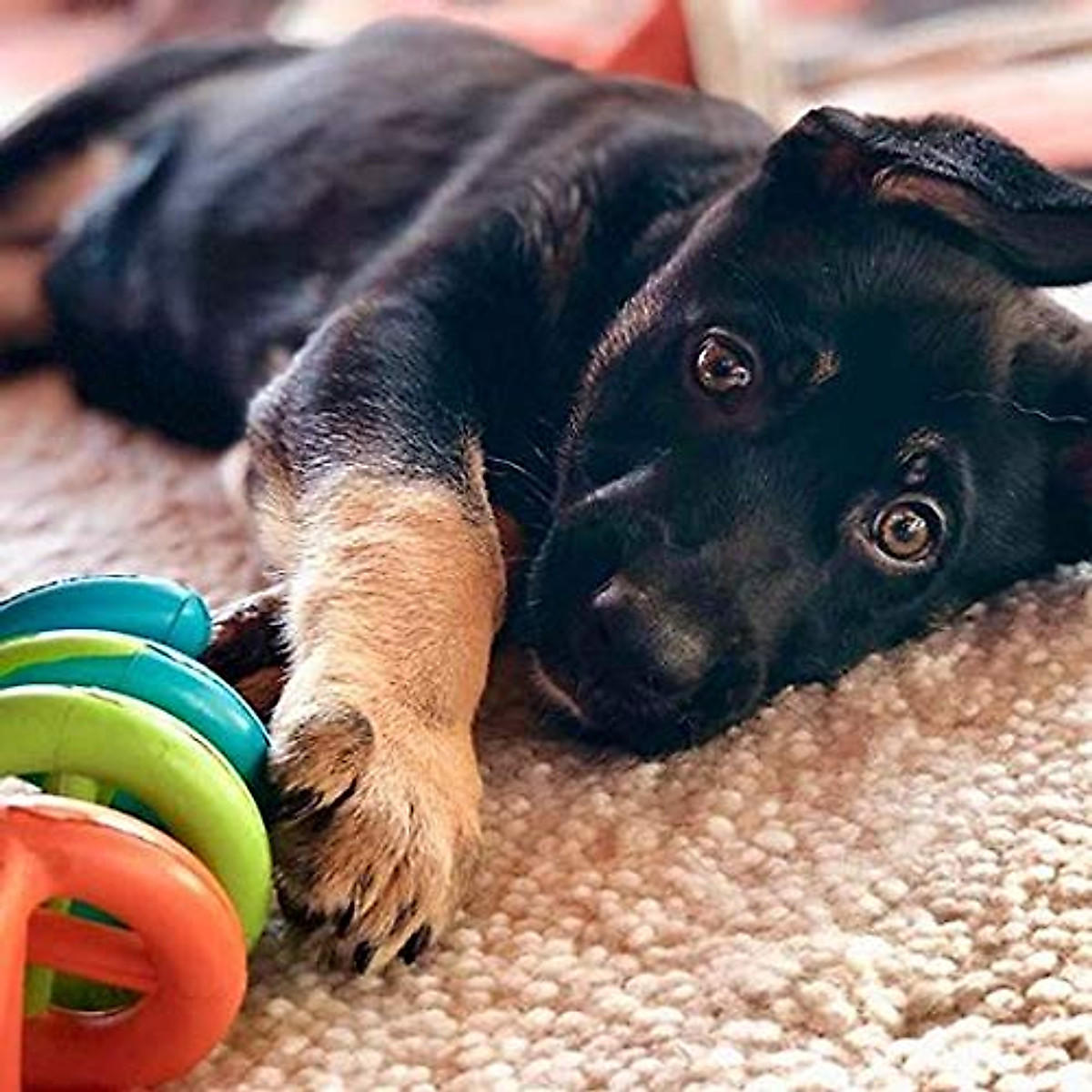 JW Pet Company Dogs iN Action Dog Toy, Small (Colors Vary), multicolor (43144)