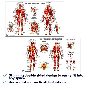 THE ART OF SCIENCE 2-Pack Muscular System Posters - Male and Female Muscle System Models - Human Anatomy Posters, Medical Posters, Human Body Posters - Laminated - 18x30