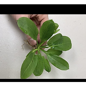 Marcus Fish Tanks Rosette Sword Echinodorus Parviflorus Amazon Sword Live Aquarium Plant Rooted Bundle for Fish Tank Buy 2 Get 1