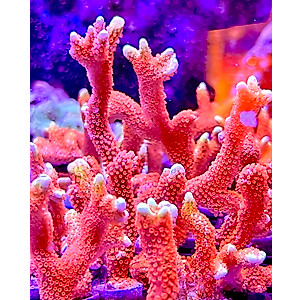 coralSLover Live Saltwater Coral Frag - Forest Fire Montipora digitata (Frag 1 inch 12)