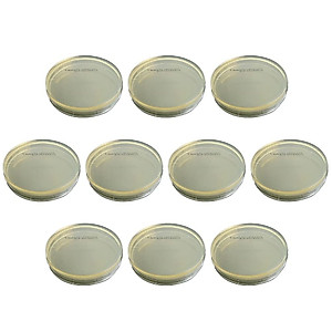 ULTECHNOVO Potato Dextrose Agar Plates, Prepoured Potato Dextrose Agar PDA Petri Dishes - Excellent Growth Medium - Mushrooms & Science Fair Projects