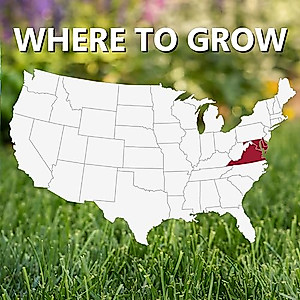 Jonathan Green (10392) Black Beauty Delmarva Grass Seed (Made for Maryland, Delaware, Virginia) - Cool Season Lawn Seed (25 lb)