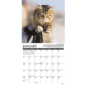 Why Cats Do That 2021 Wall Calendar