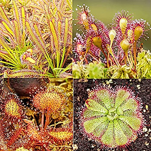 QAUZUY GARDEN 200 Mixed Drosera Sundew Seeds - Premium Carnivorous Plant Seeds - Hardy Heat Tolerant - Rare Perennial Tropical Exotic Plant for Home Garden Outdoor