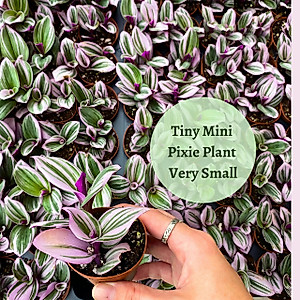 BubbleBlooms Pink Tradescantia Nanouk, Variegated Wandering Jew, Rare 2 inch Tiny Mini Pixie Plant