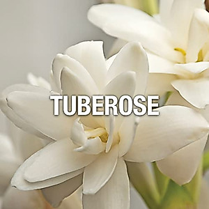 White Shoulders Women's Fragrance 3 Piece Gift Set, 4.5 fl. oz. Eau de Cologne