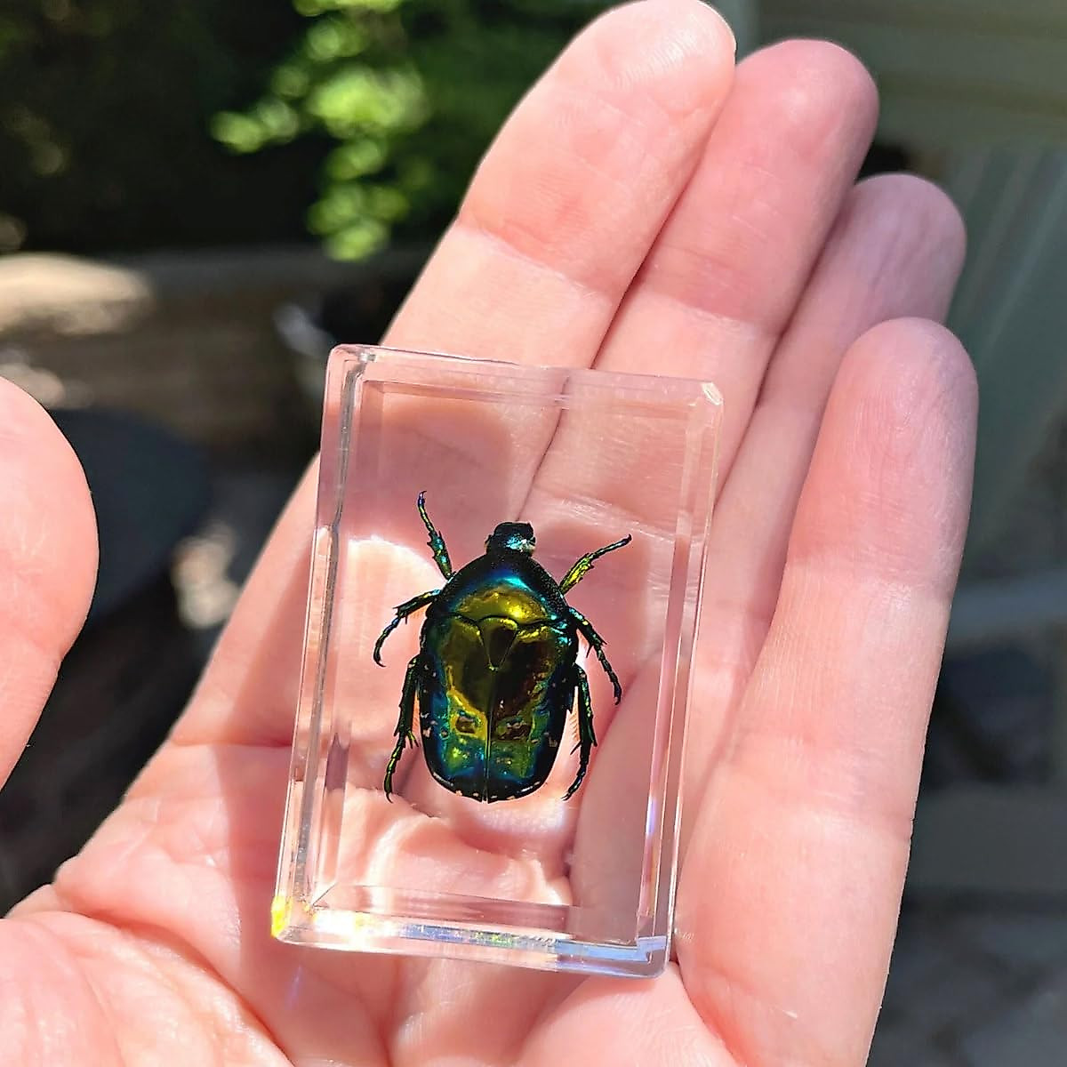 Dr. Steve Hunters - Bugs World Collection - 10 REAL insects - Scientific Educational Toy