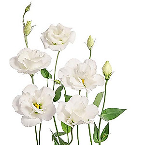 Outsidepride Lisianthus Sapphire White AKA Texas Bluebell or Prairie Gentian Garden Flowers - 50 Seeds